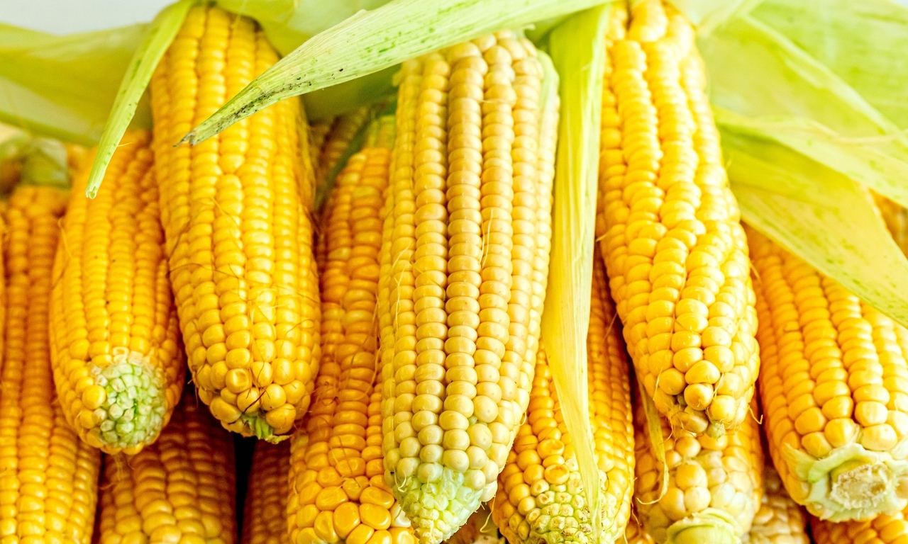 The Major Corn-Consuming Countries in the World - Unlocking-the-future.com